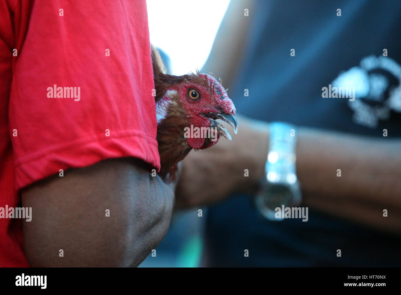 a traditional cook fight on the Island Nusa Lembongan Island near the ...
