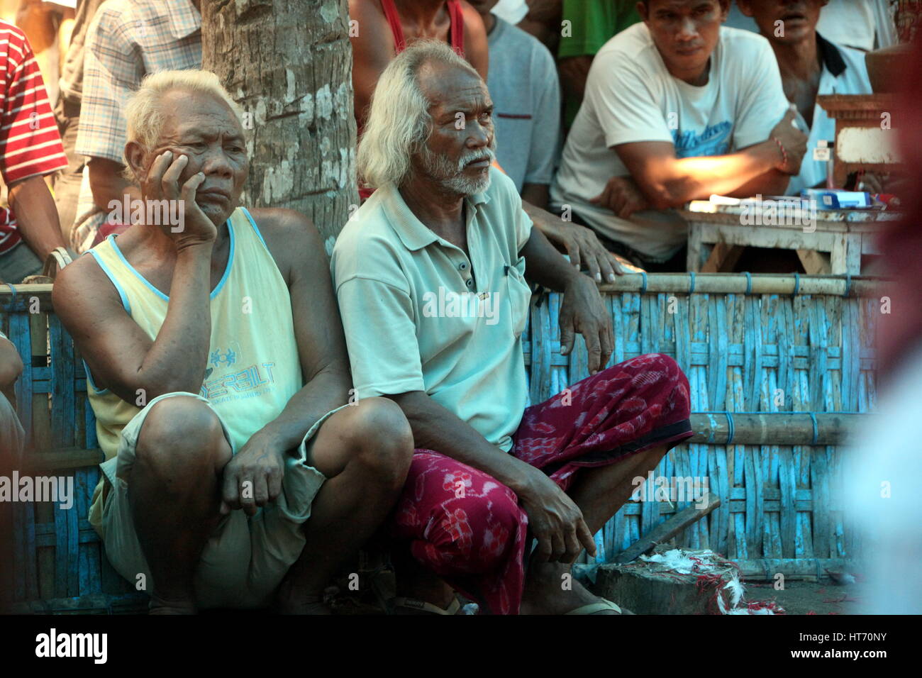 a traditional cook fight on the Island Nusa Lembongan Island near the ...