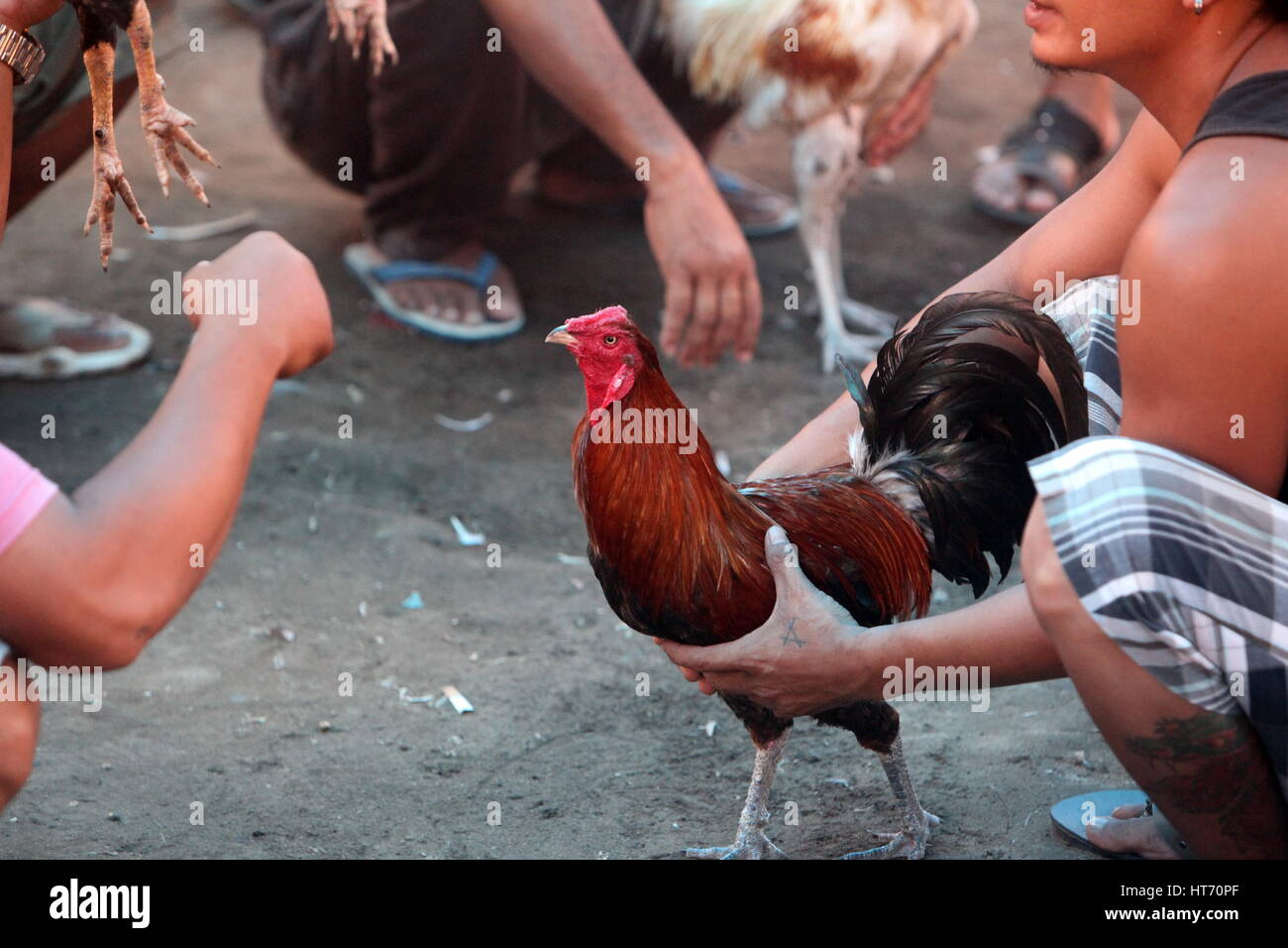 a traditional cook fight on the Island Nusa Lembongan Island near the ...