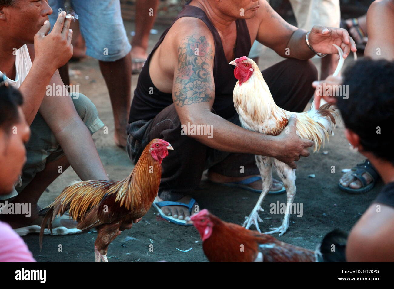 a traditional cook fight on the Island Nusa Lembongan Island near the ...