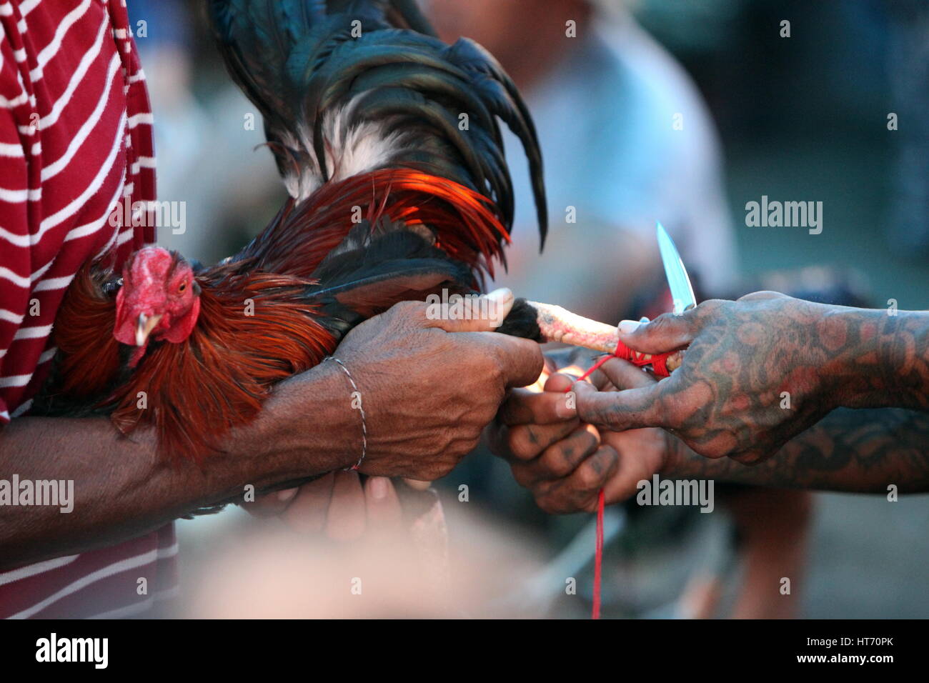 a traditional cook fight on the Island Nusa Lembongan Island near the ...