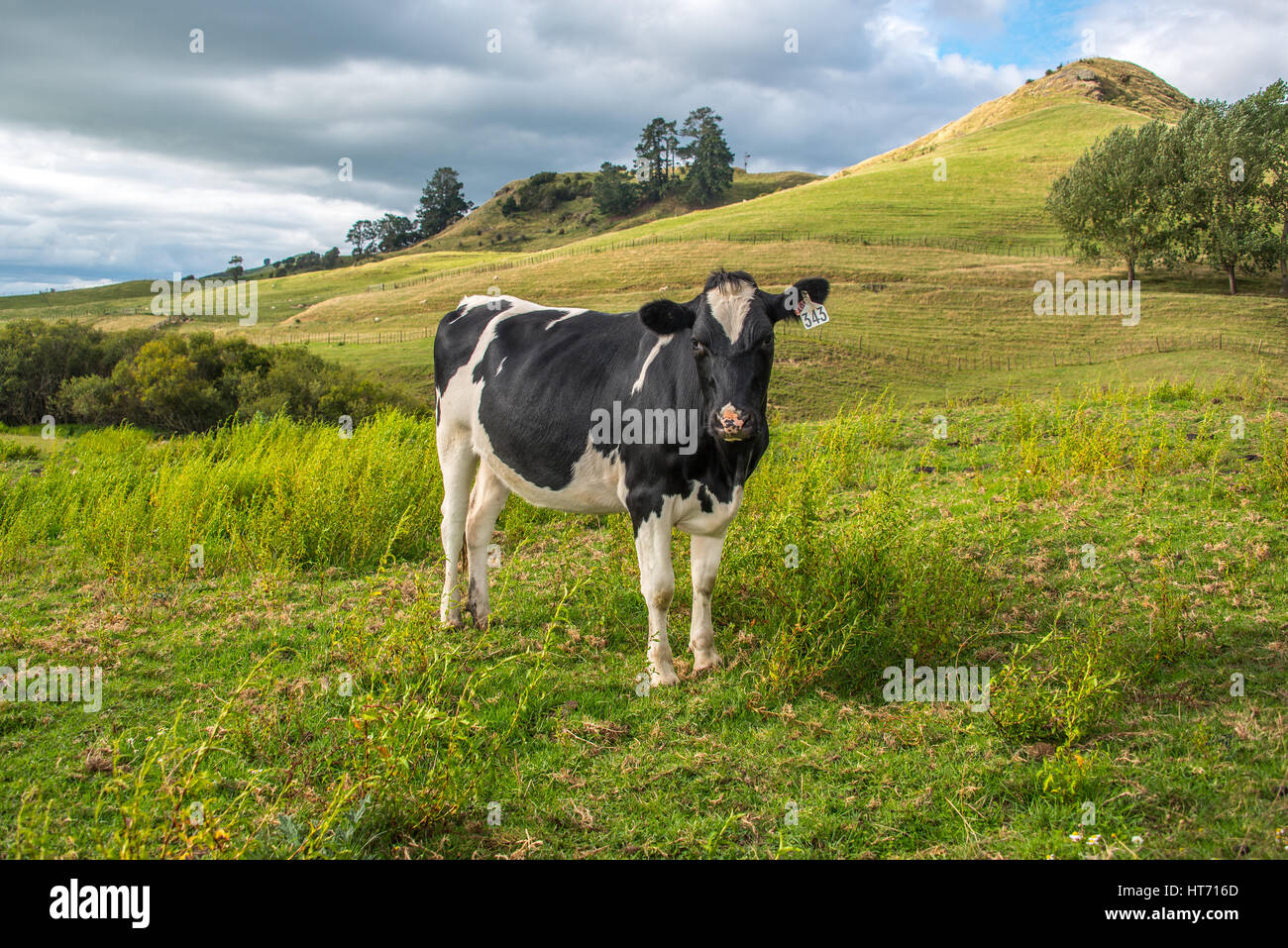 Angus crossbred bull Stock Photo - Alamy