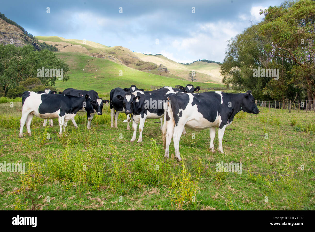 Angus crossbred bull Stock Photo - Alamy