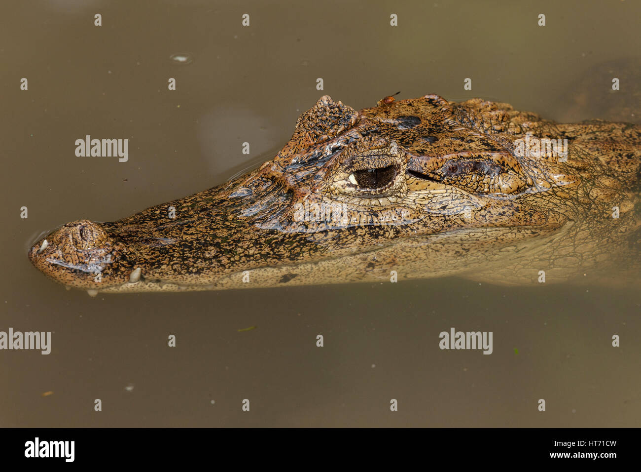 Spectacled Caiman, Caiman crocodilus, patiently waits for unsuspecting ...