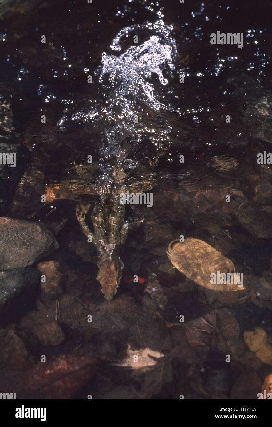 The Common Basilisk, Basiliscus basiliscus, is named for the ancient ...