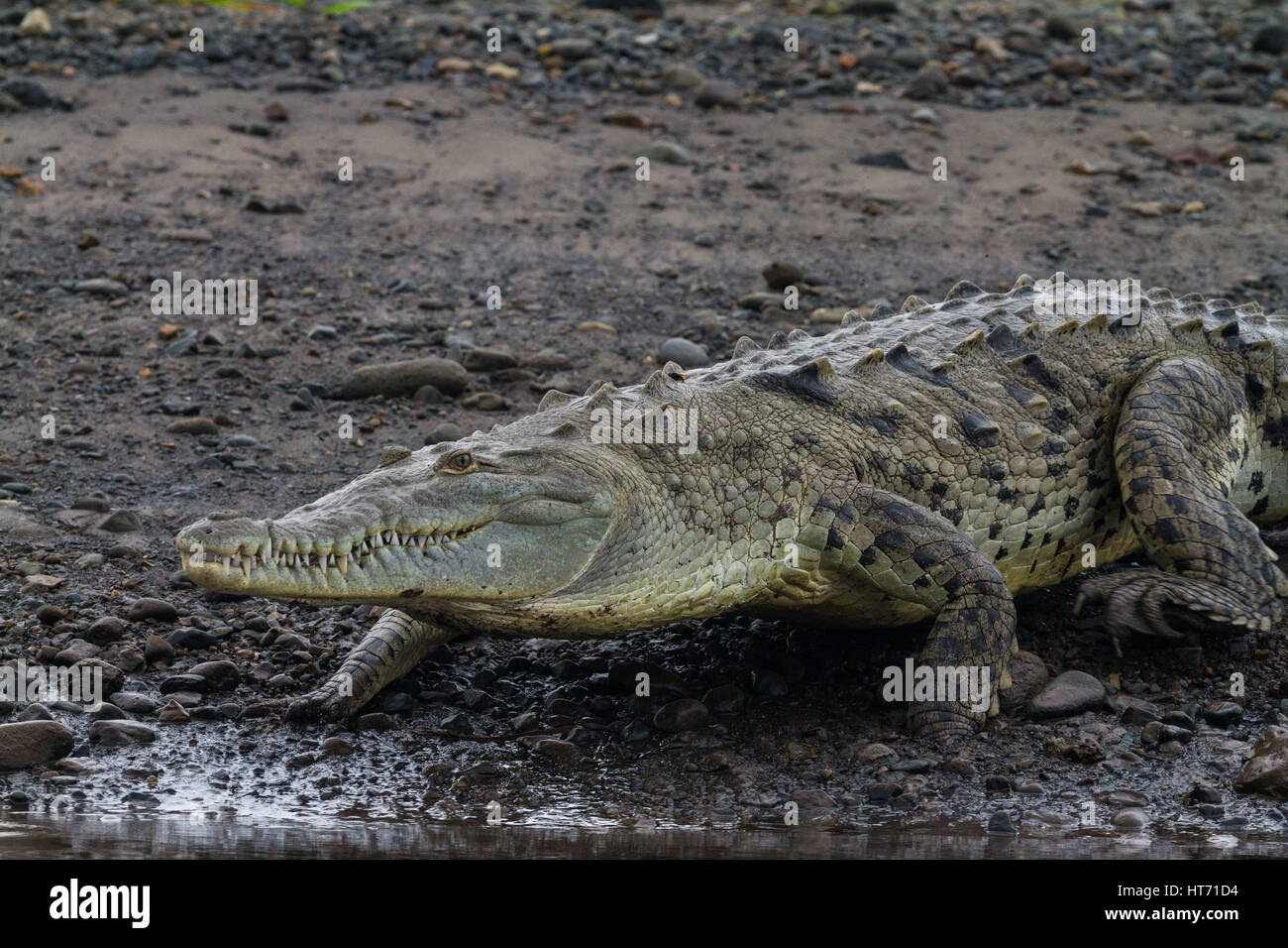 American crocodile, Crocodylus acutus, is found from southern Florida ...