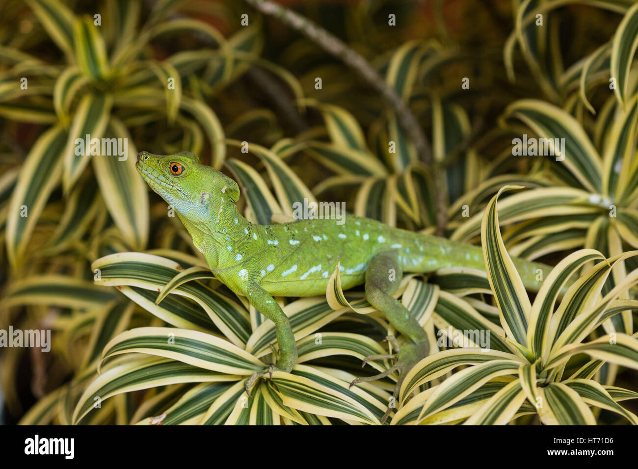 Plumed Basilisk, Green Basilisk, Double Crested Basilisk, Basiliscus ...