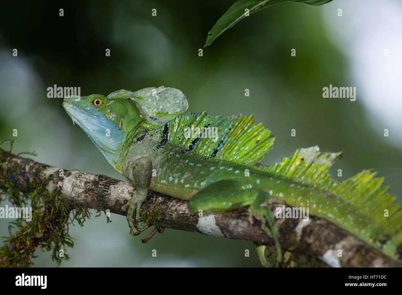 Plumed Basilisk, Green Basilisk, Double Crested Basilisk, Basiliscus ...