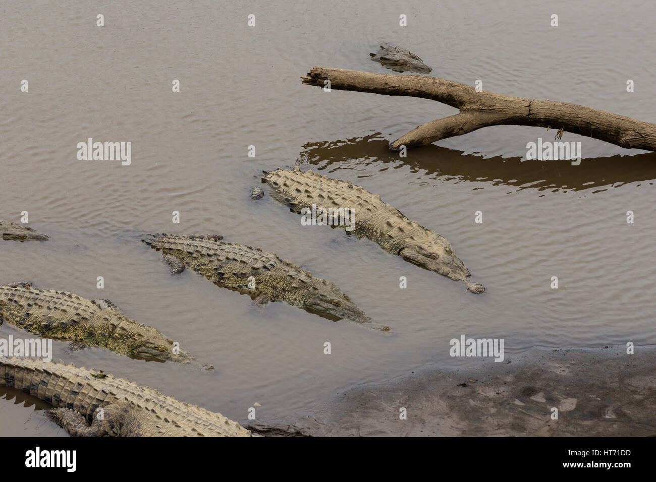 American crocodile, Crocodylus acutus, is found from southern Florida ...