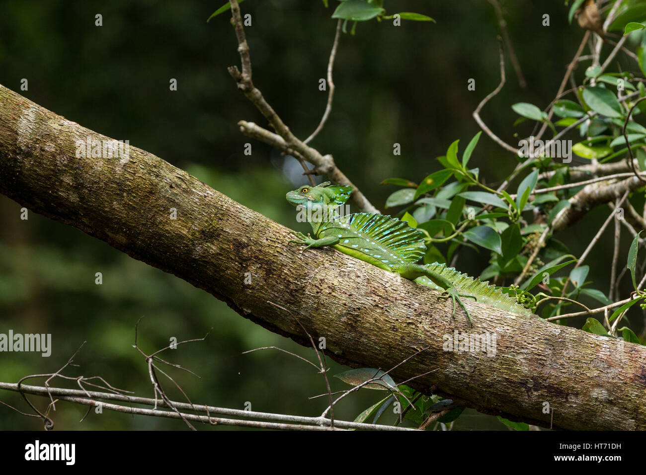 Plumed Basilisk, Green Basilisk, Double Crested Basilisk, Basiliscus ...