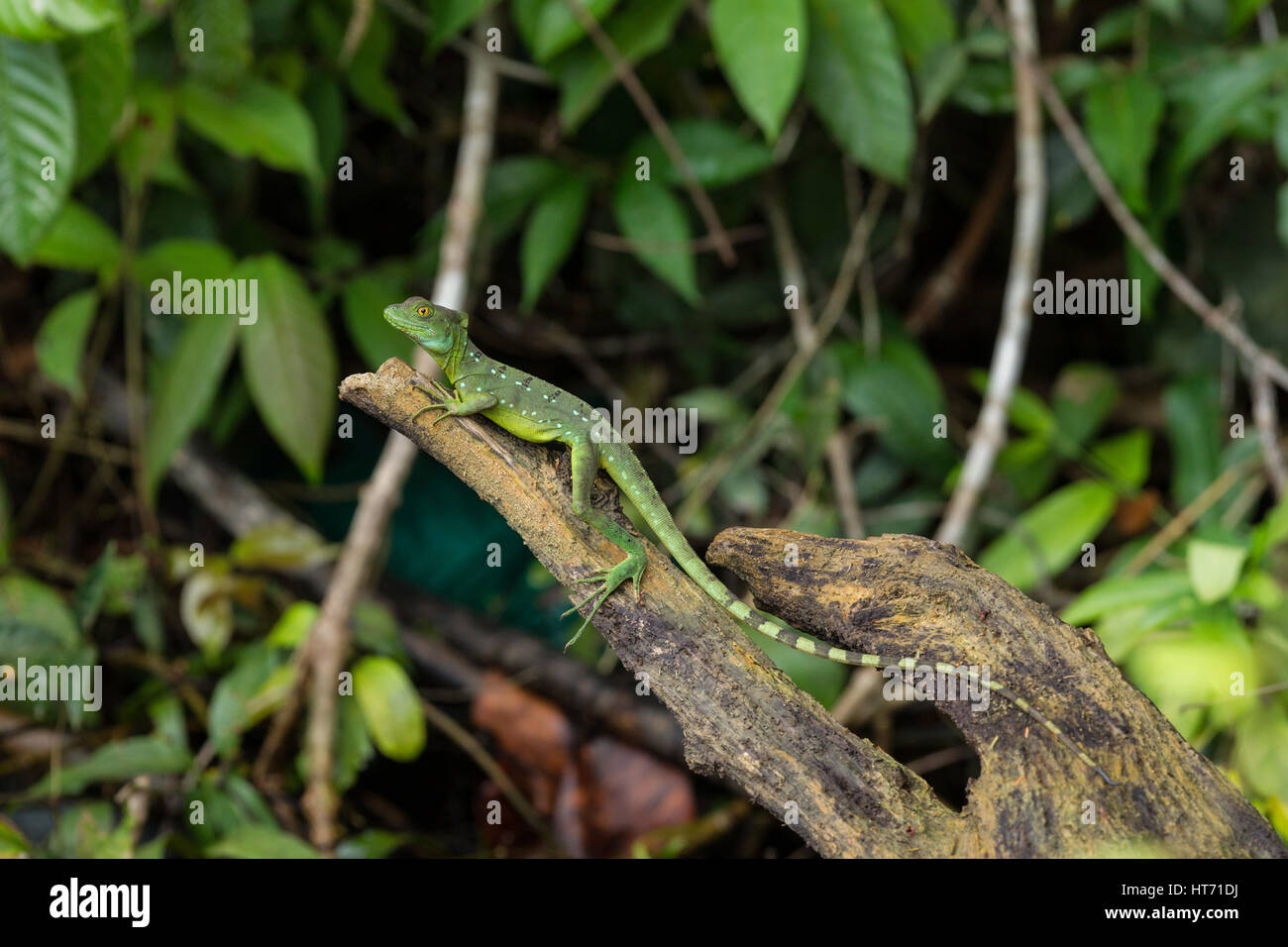Cryptic animals hi-res stock photography and images - Alamy