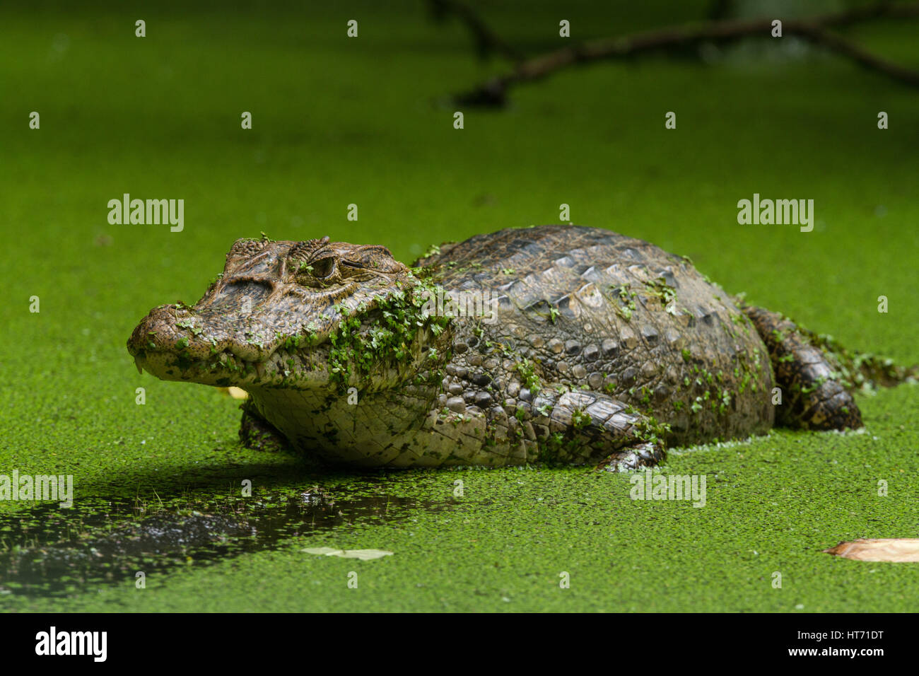Spectacled Caiman, Caiman crocodilus, patiently waits for unsuspecting ...