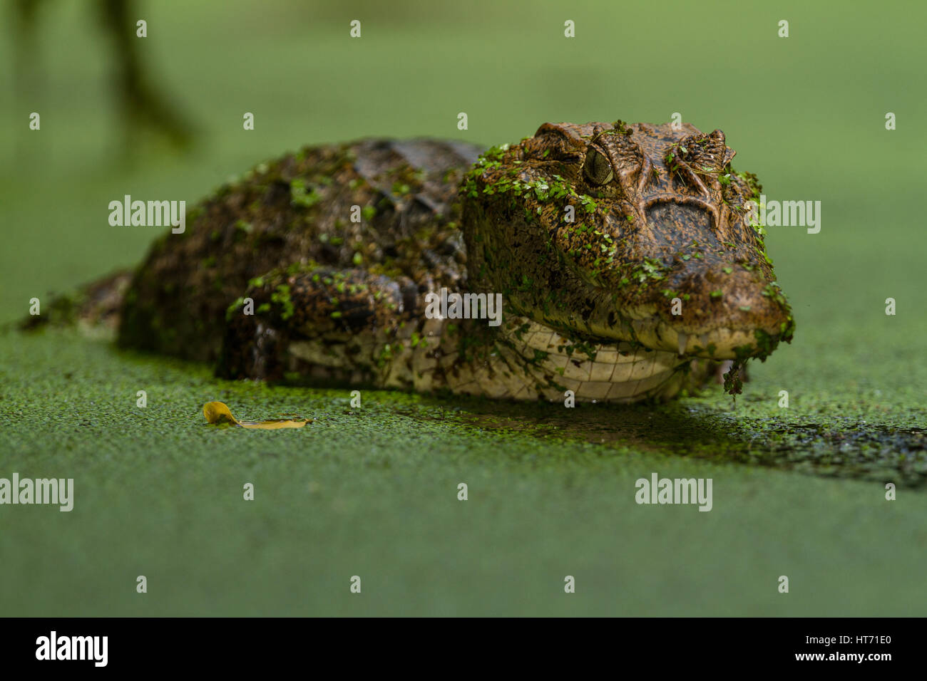 Spectacled Caiman, Caiman crocodilus, patiently waits for unsuspecting ...