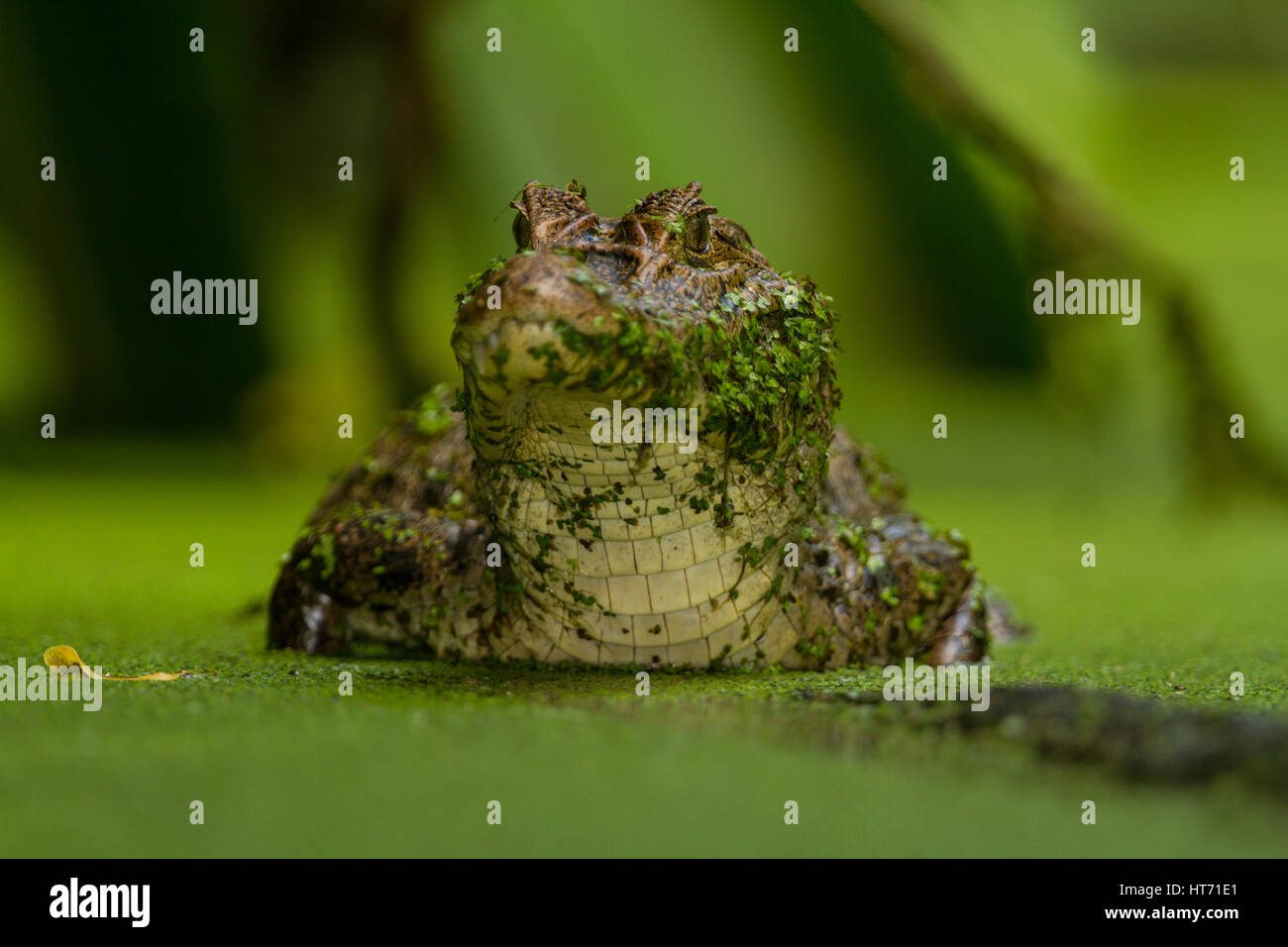 Spectacled Caiman, Caiman crocodilus, patiently waits for unsuspecting ...