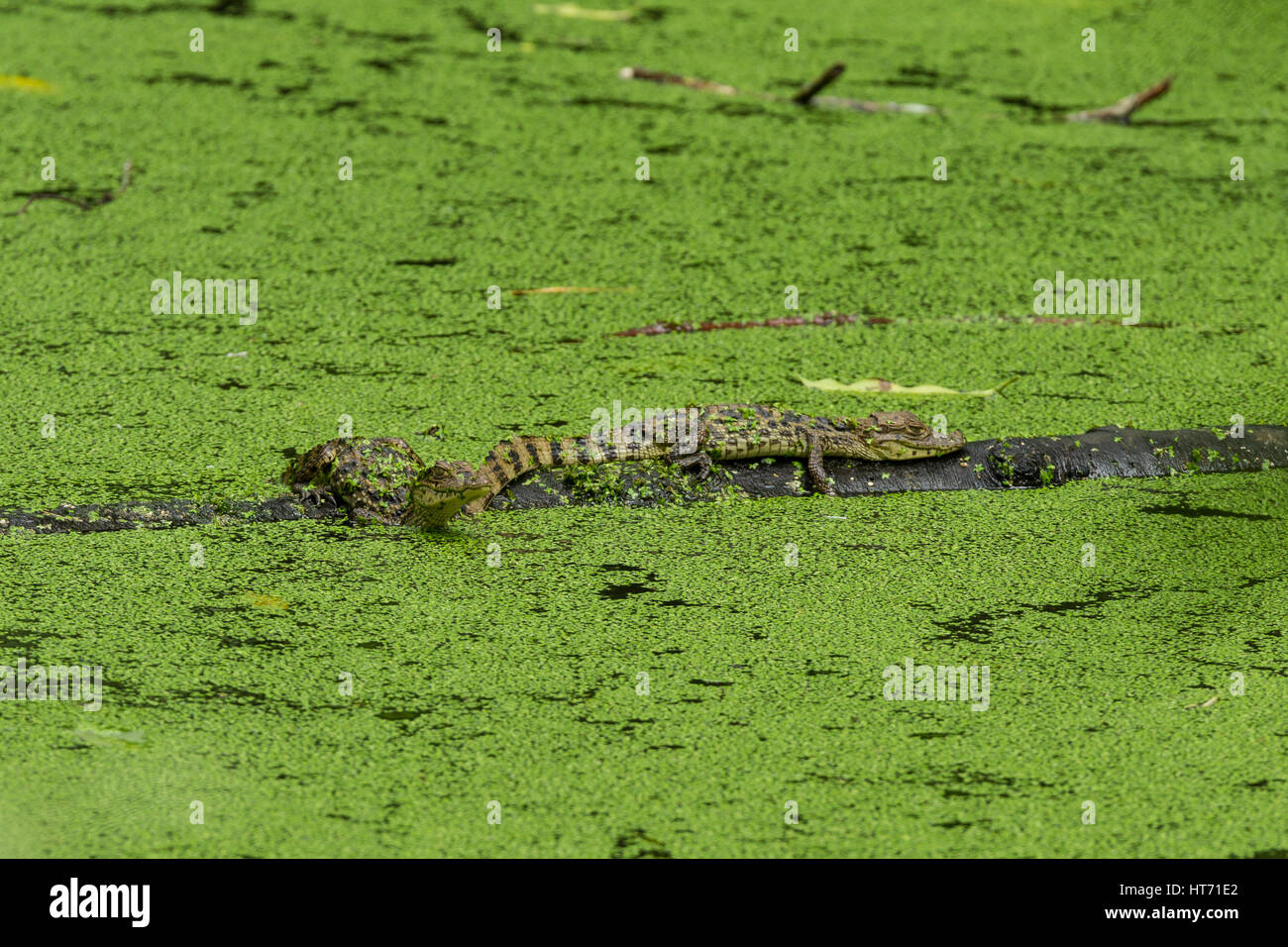 Panama caiman hi-res stock photography and images - Alamy
