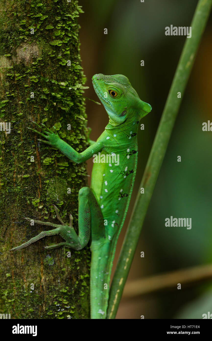 Plumed Basilisk, Green Basilisk, Double Crested Basilisk, Basiliscus ...
