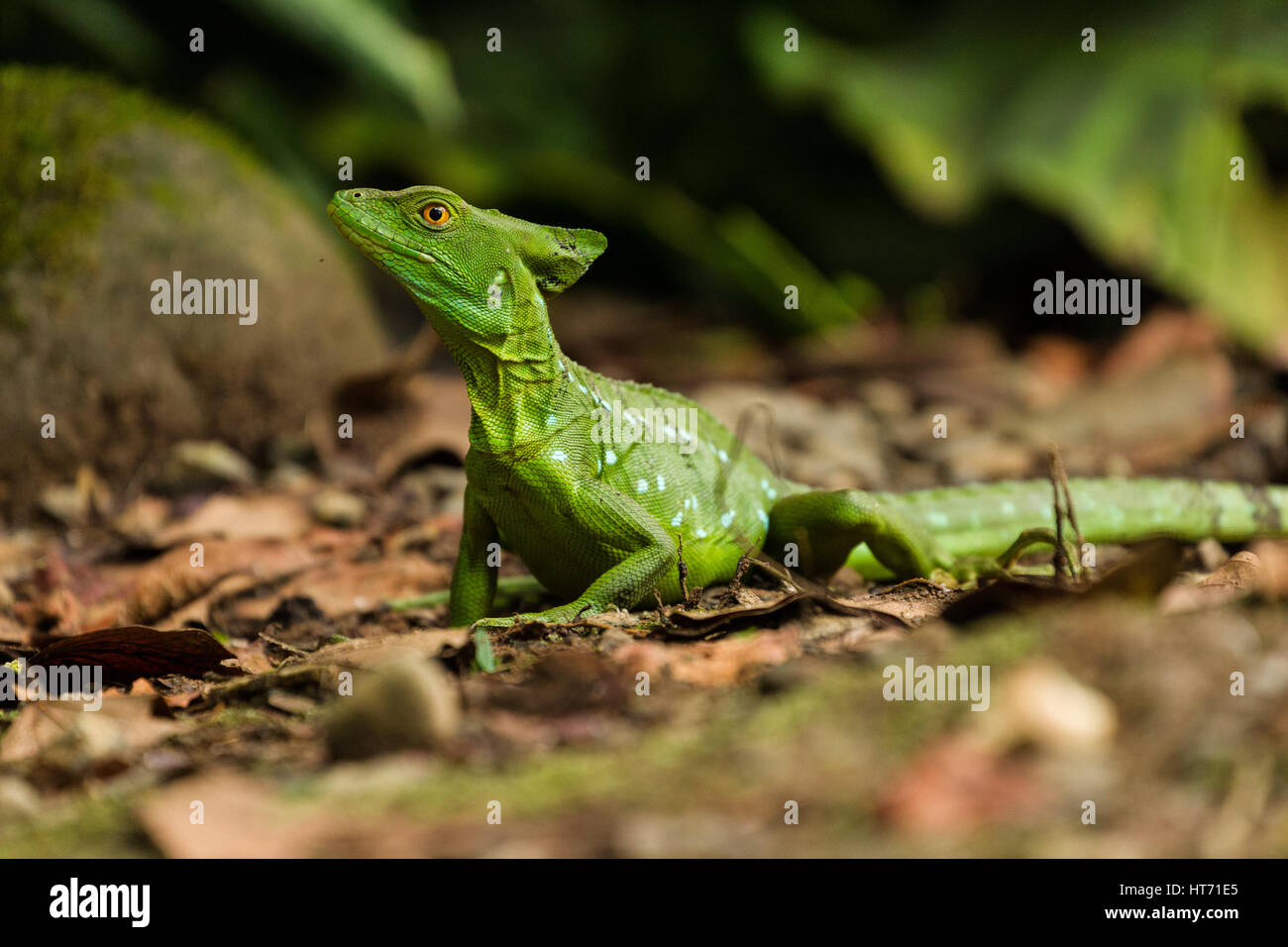 Plumed Basilisk, Green Basilisk, Double Crested Basilisk, Basiliscus ...