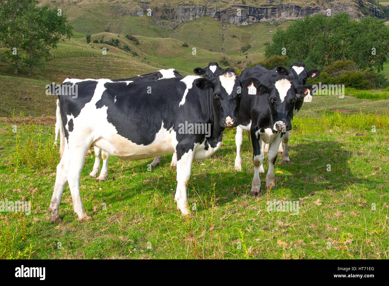 Angus crossbred cattle on pasture Stock Photo - Alamy