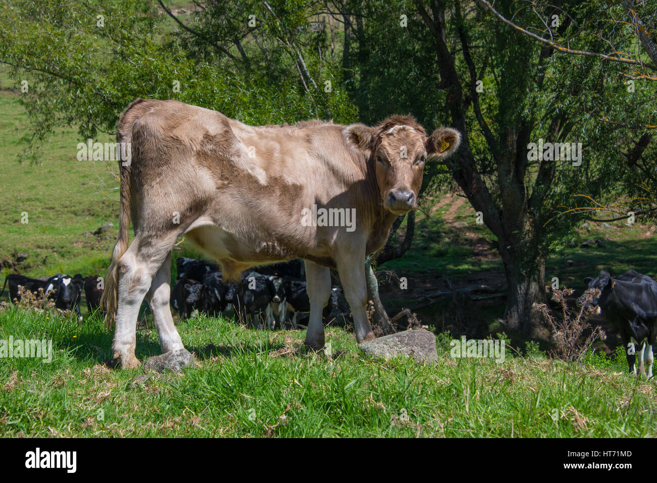 Red angus calf in hi-res stock photography and images - Alamy