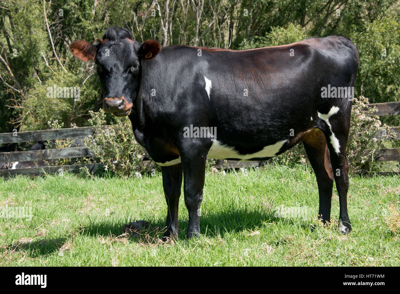 Angus crossbred bull Stock Photo - Alamy