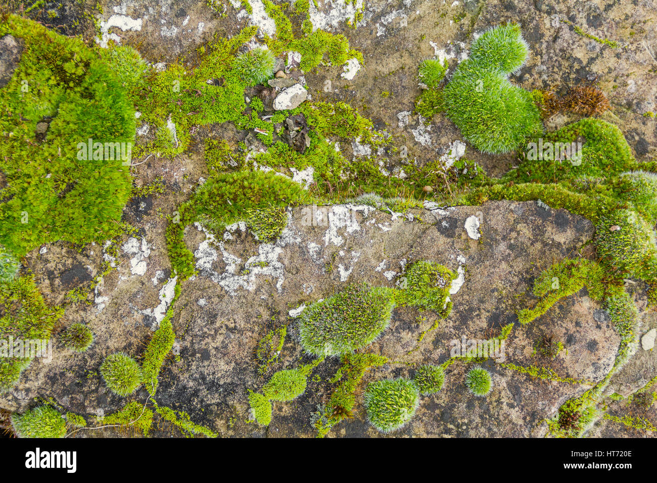 full frame abstract background showing some moss lichen on grey stone ...