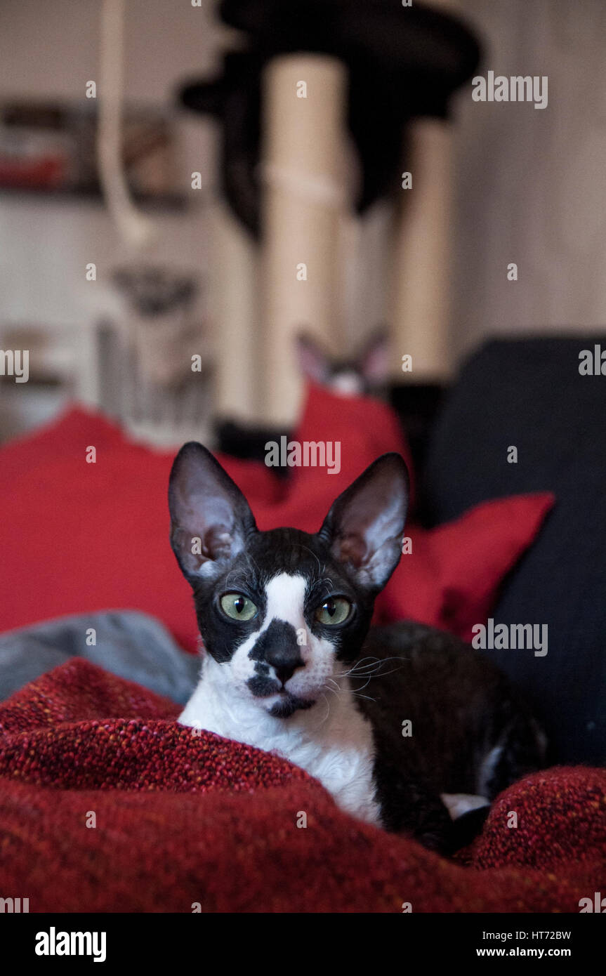 Cat oriental shorthair hi-res stock photography and images - Alamy