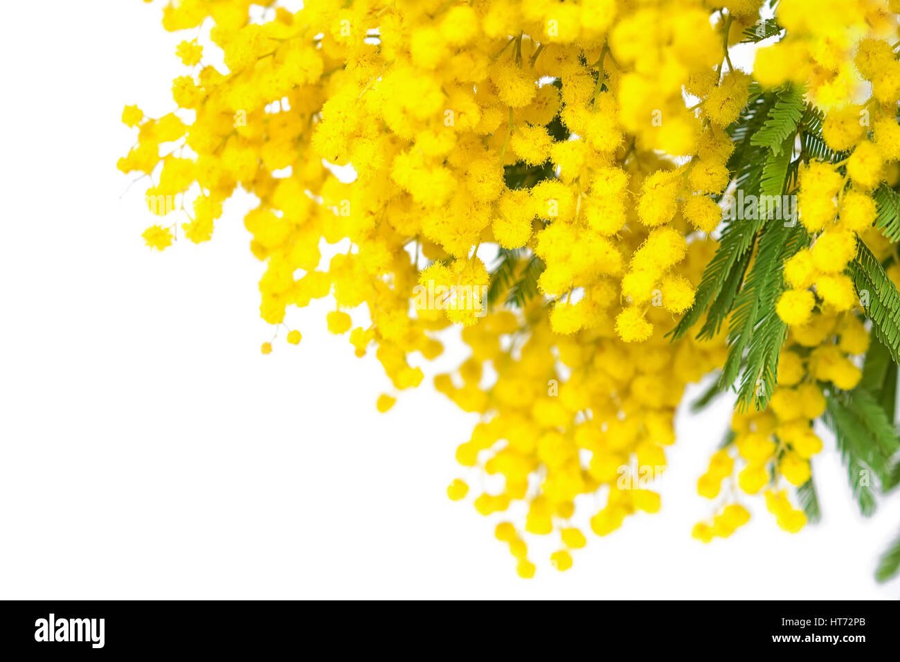 Mimosa flower blossom isolated on white background. Greeting card ...