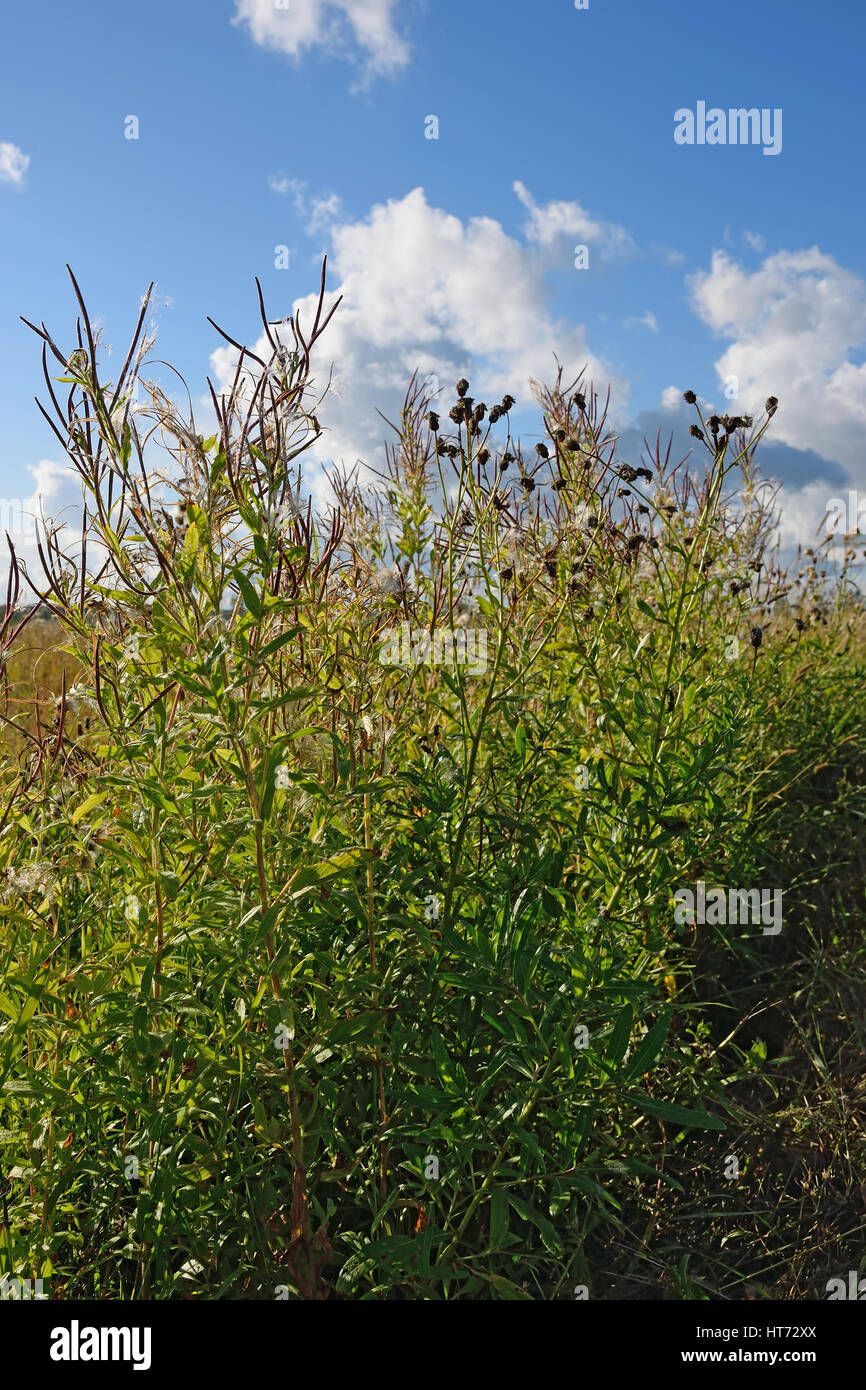 Bush roadside Thistle vertically closeup in the rays of the sun against ...