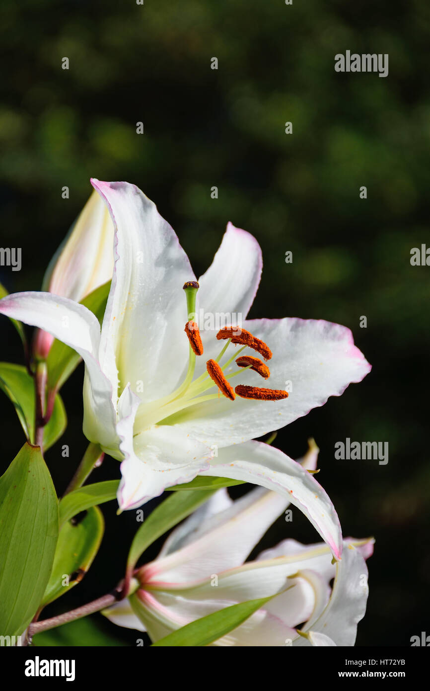 Large white lily hi-res stock photography and images - Alamy