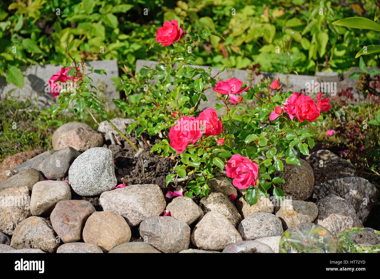 Dwarf rose hi-res stock photography and images - Alamy