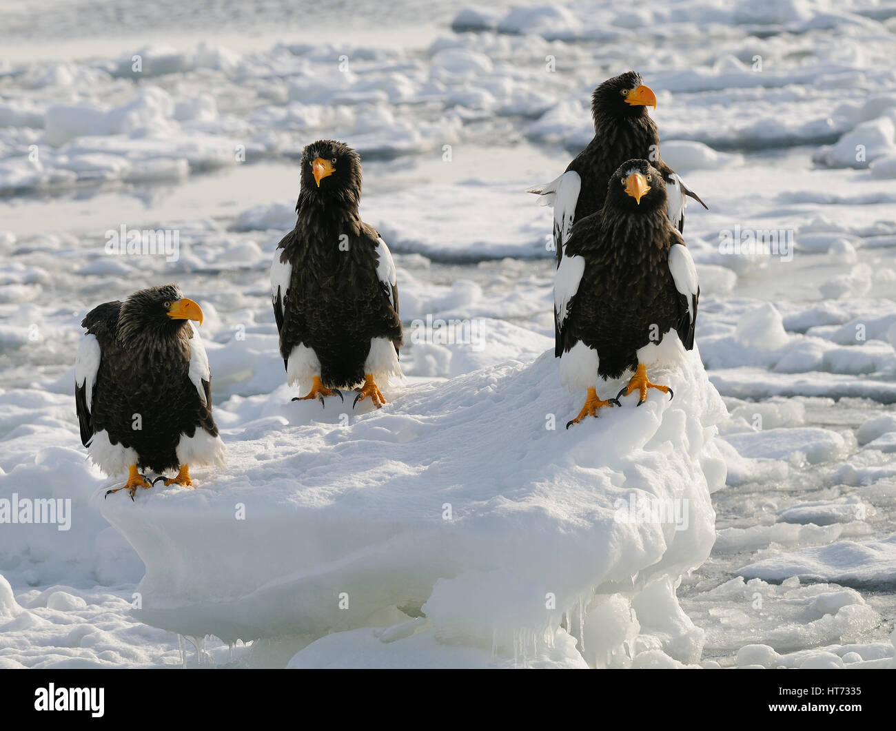 Steller's Sea Eagles together on the floating ice in Nemuro Strait just ...