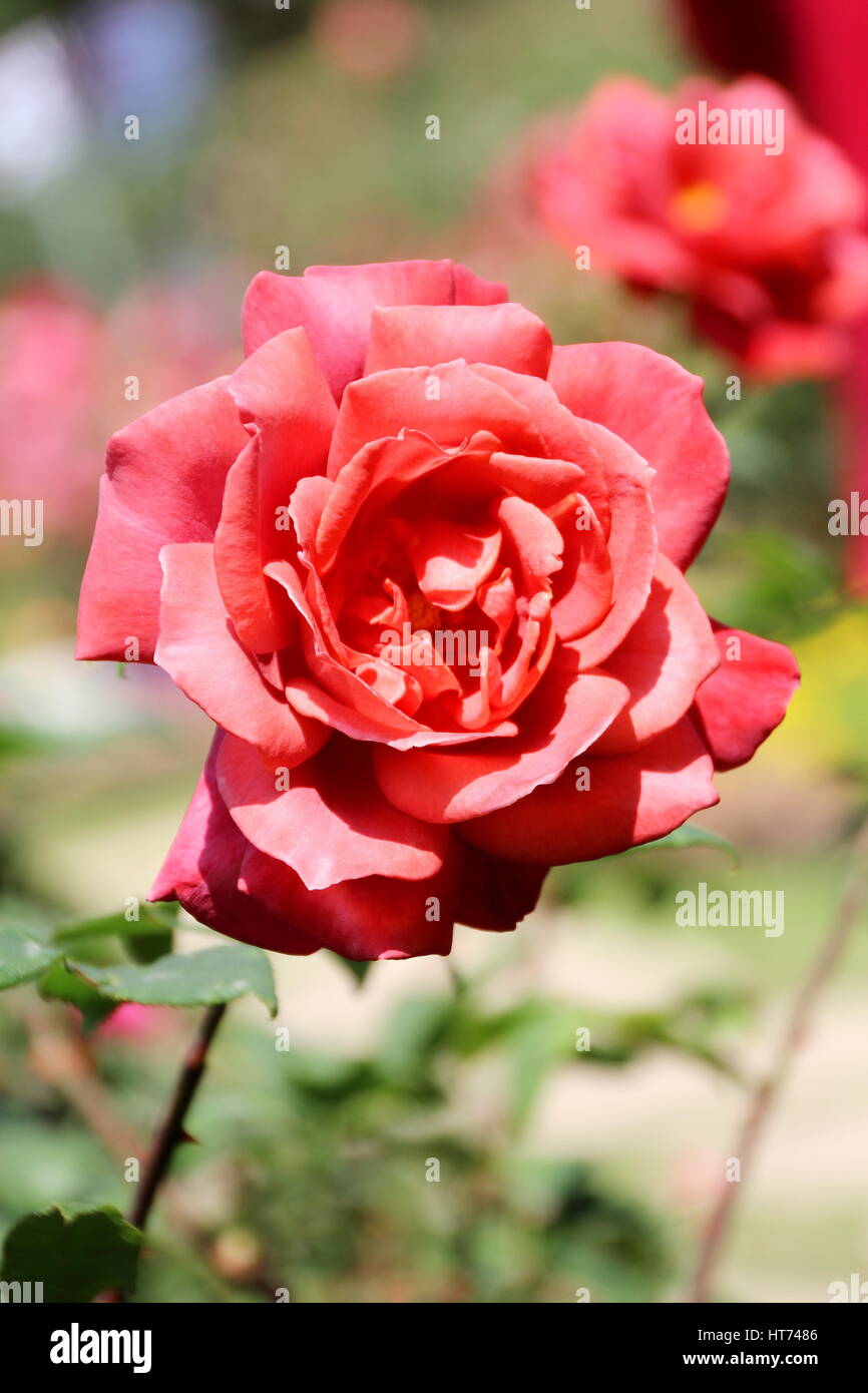 Red Rose in the Garden in Chiang Mai, Thailand Stock Photo - Alamy