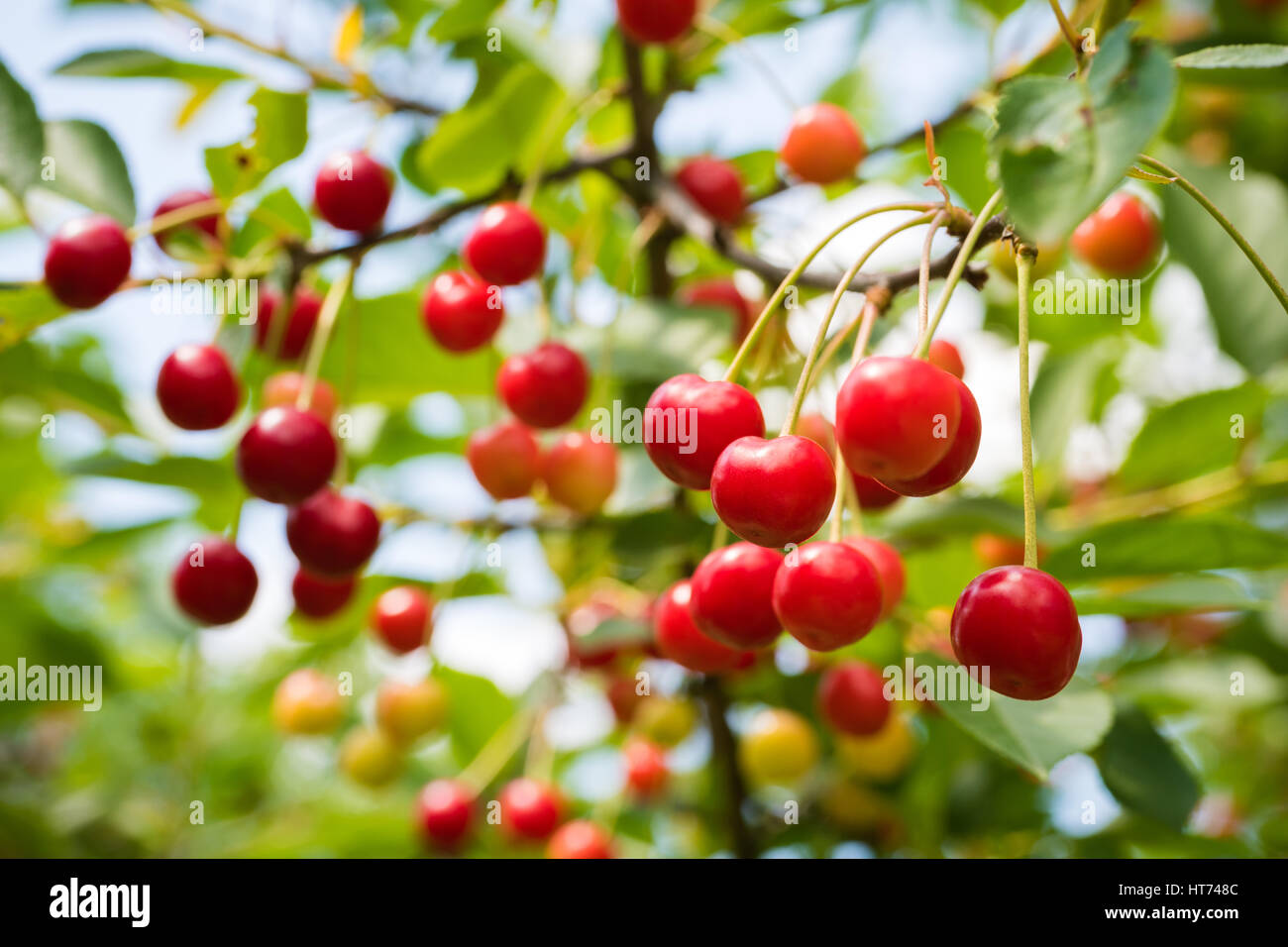Ripe organic homegrown cherries, tree branch Stock Photo - Alamy