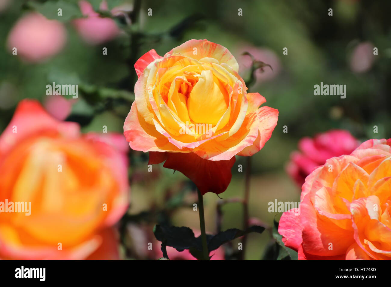Orange rose in the Garden in Chiang Mai, Thailand Stock Photo - Alamy