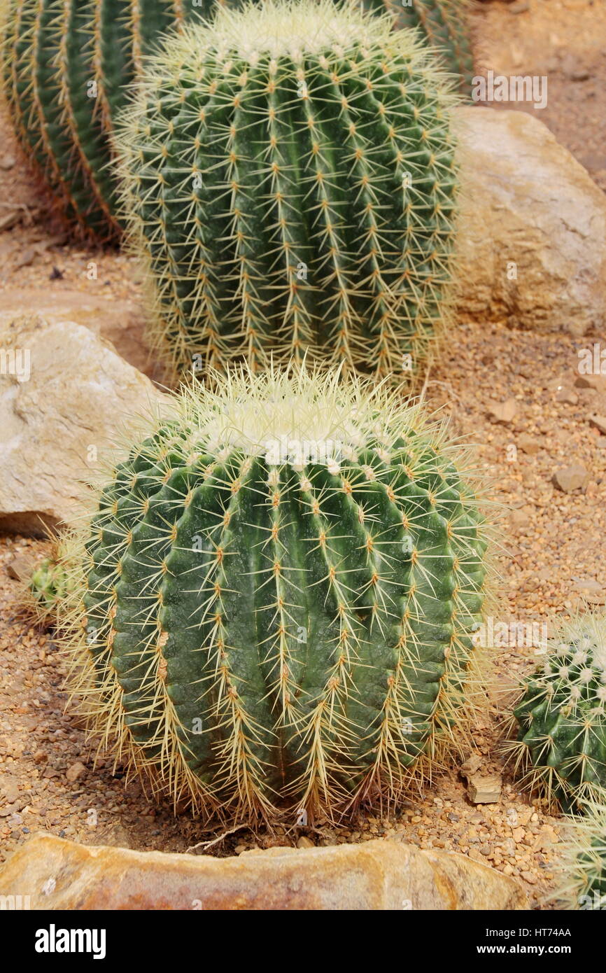 Cactus Plant in the Botanical Garden in Chiang Mai, Thailand Stock ...