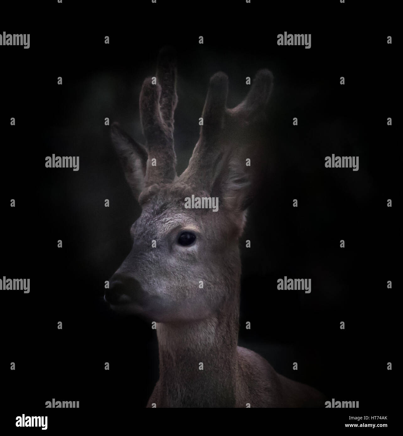 Mystical stag hi-res stock photography and images - Alamy