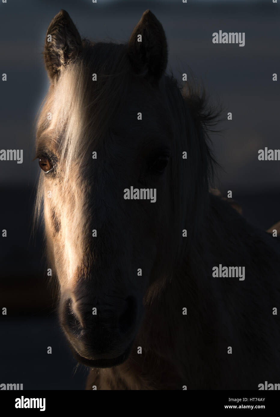 Night pony hi-res stock photography and images - Alamy