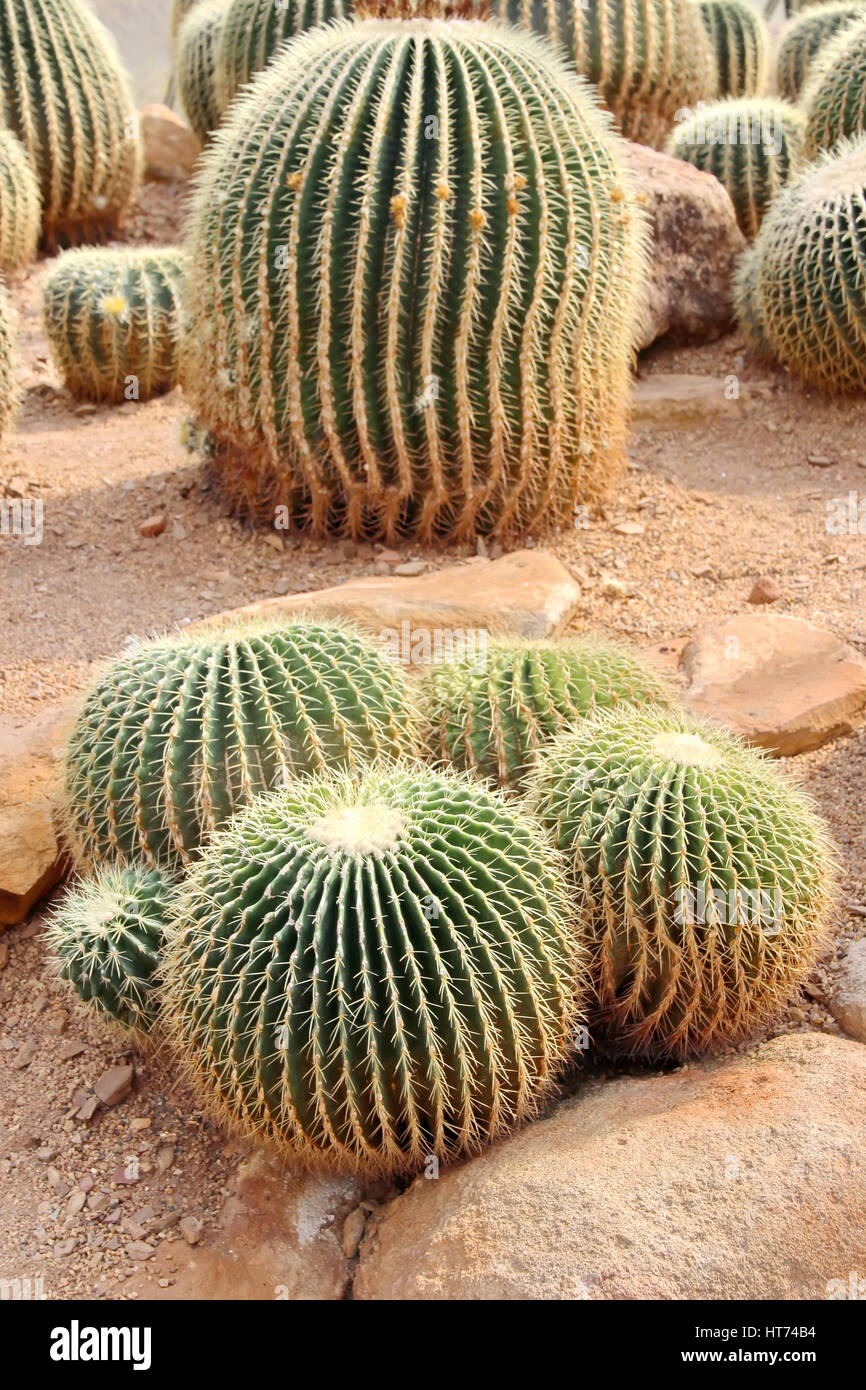 Cactus Plant in the Botanical Garden in Chiang Mai, Thailand Stock ...