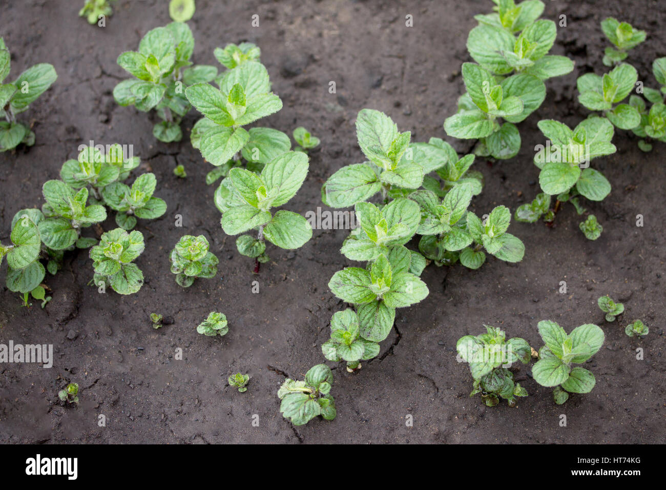 In the garden on the chernozem grow bushes of young mint in the open ...