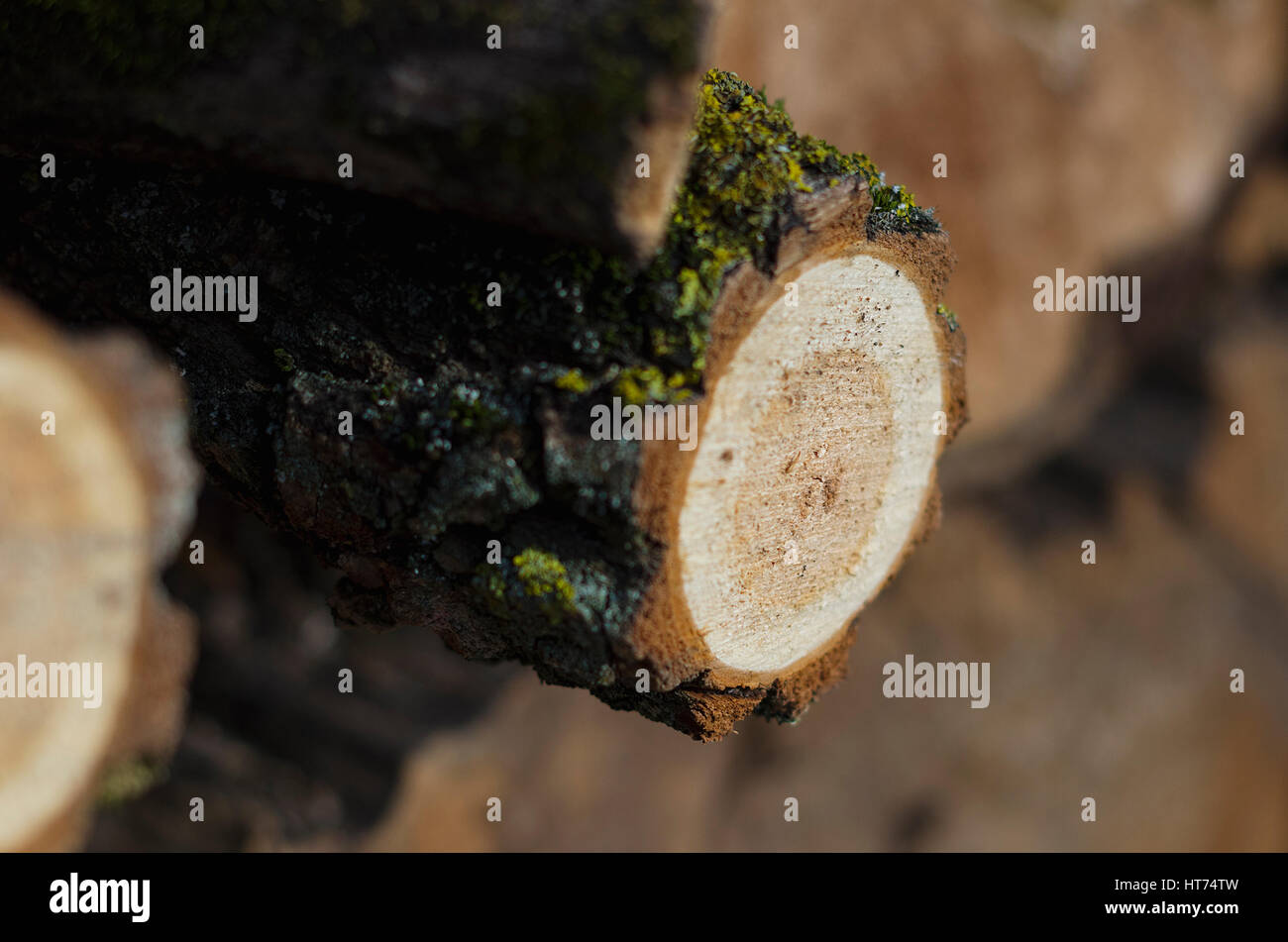 Roundwood timber stored in the woods, close up to the shear, early ...