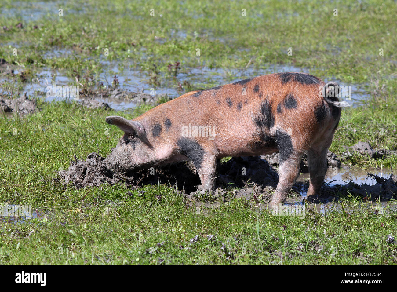 Pig in a mud hi-res stock photography and images - Alamy