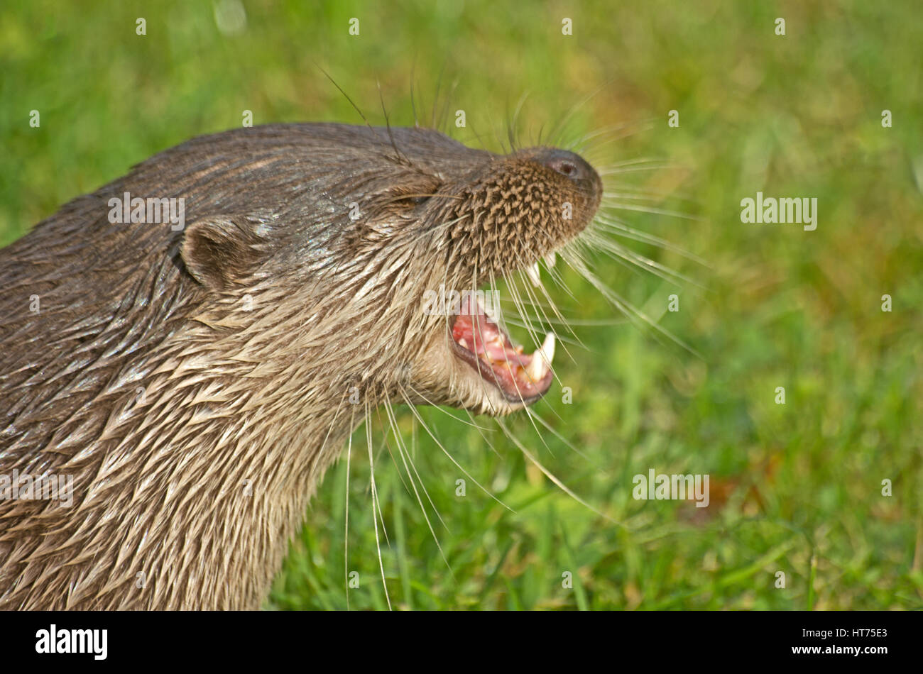 European, British Otter, Lutra Lutta Stock Photo - Alamy