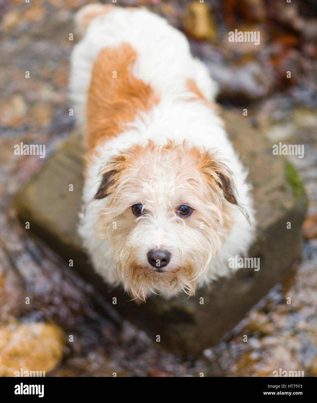 Old jack russell hi-res stock photography and images - Alamy