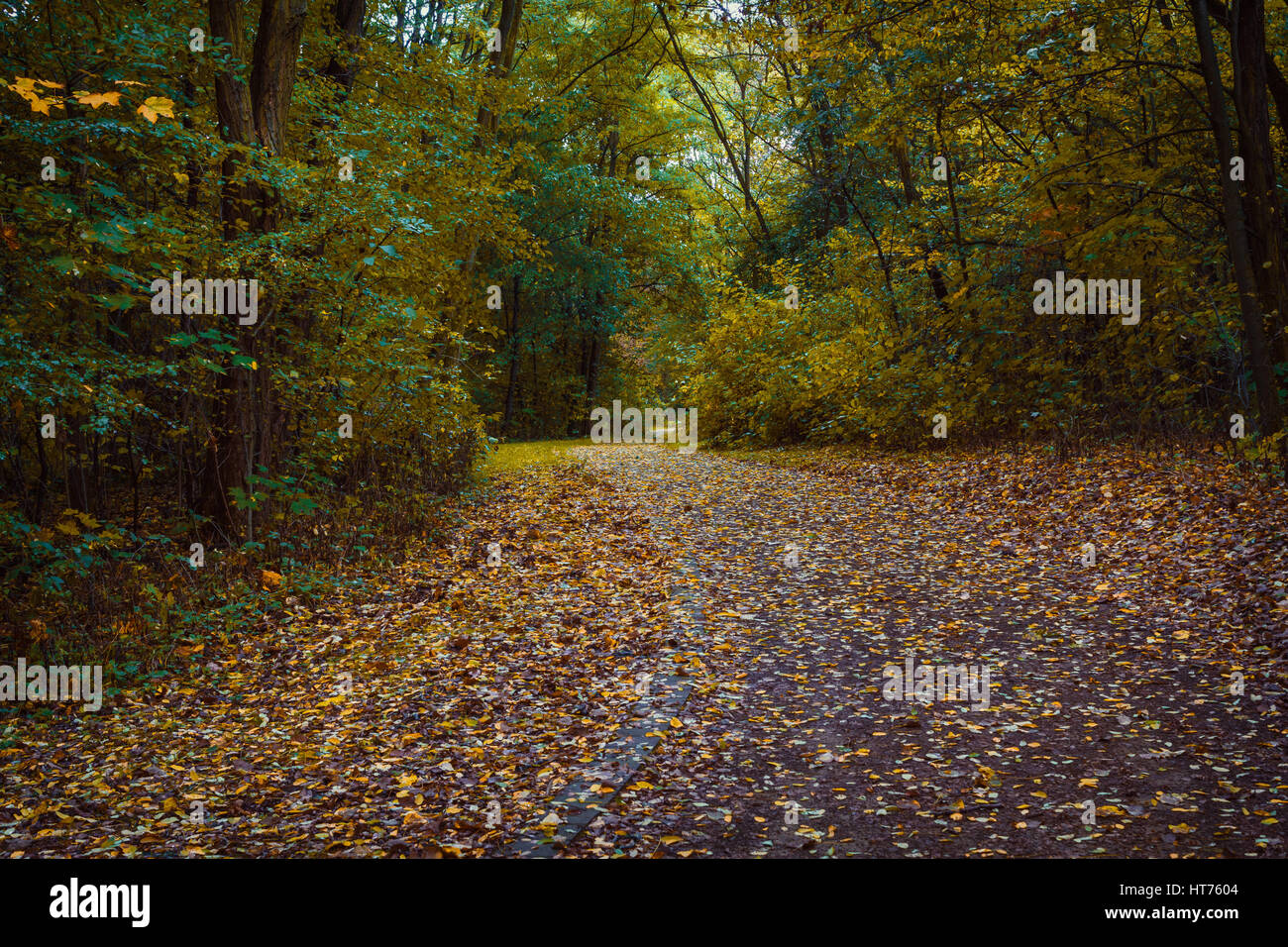 The path in the forest Stock Photo - Alamy