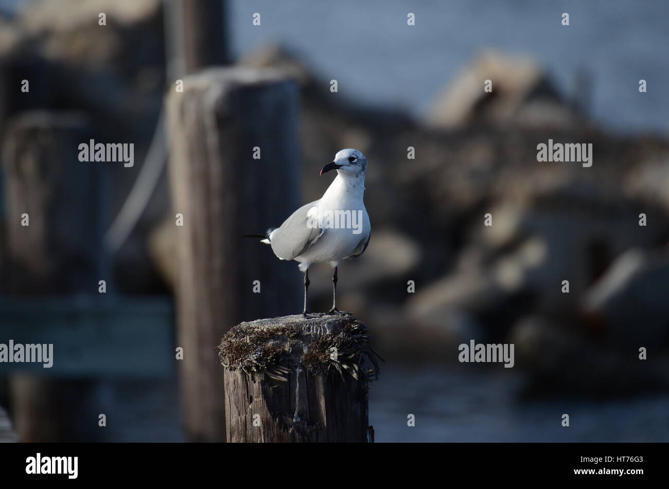 Louisiana seagull hi-res stock photography and images - Alamy