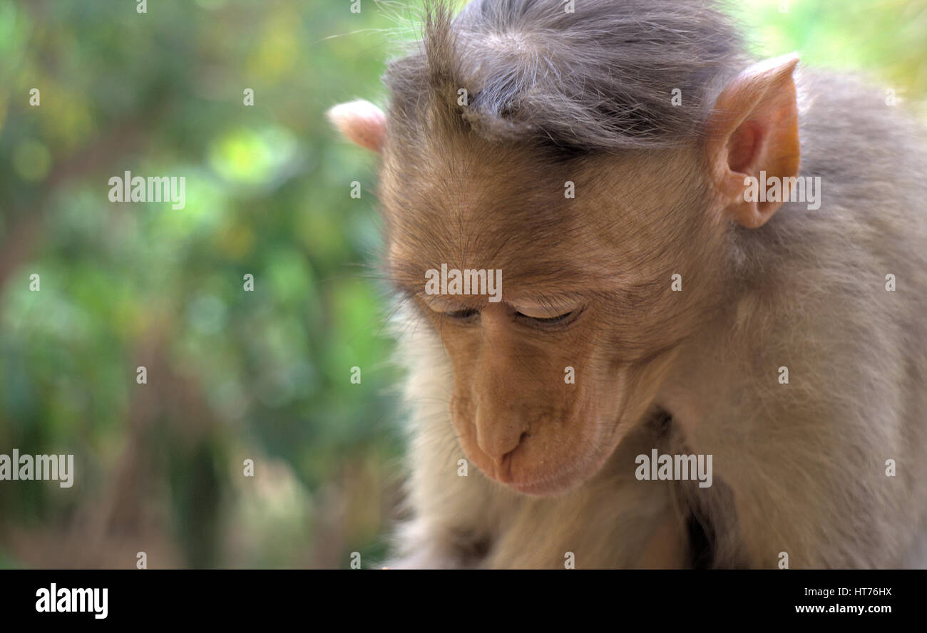 Indian macaques lat. Macaca radiata. wild animal primates in a tropical ...