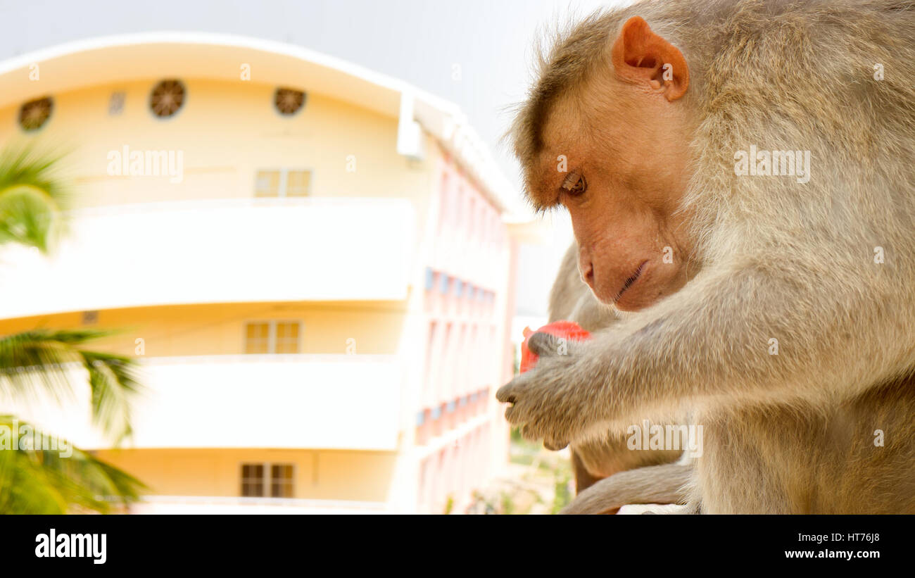 Monkey stealing food hi-res stock photography and images - Alamy