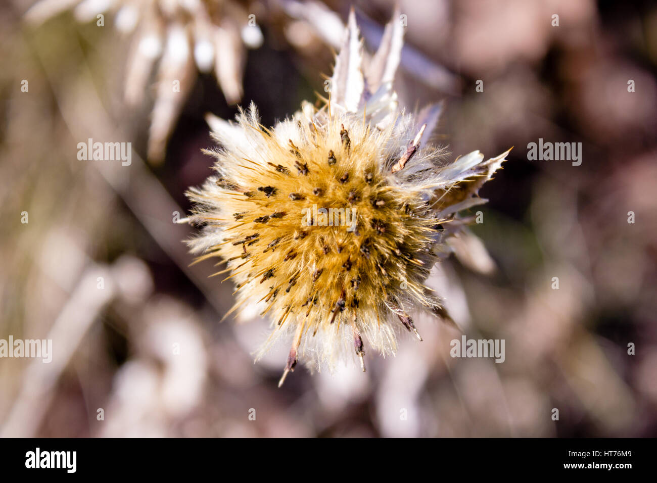 Spiky green purple milk thistle hi-res stock photography and images - Alamy