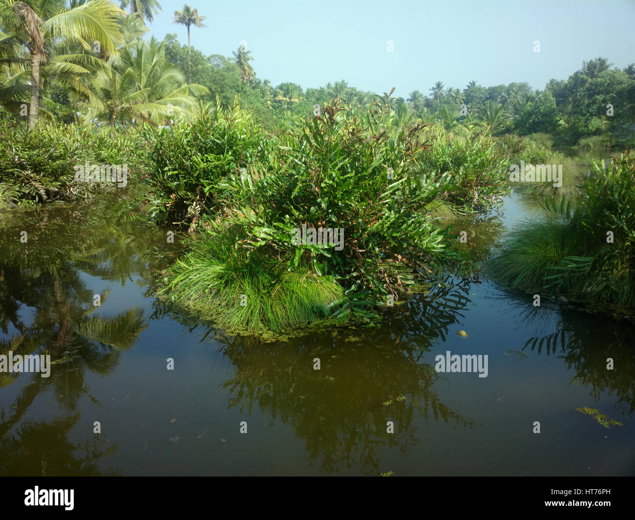Surrounded by lush greenery palm trees hi-res stock photography and ...