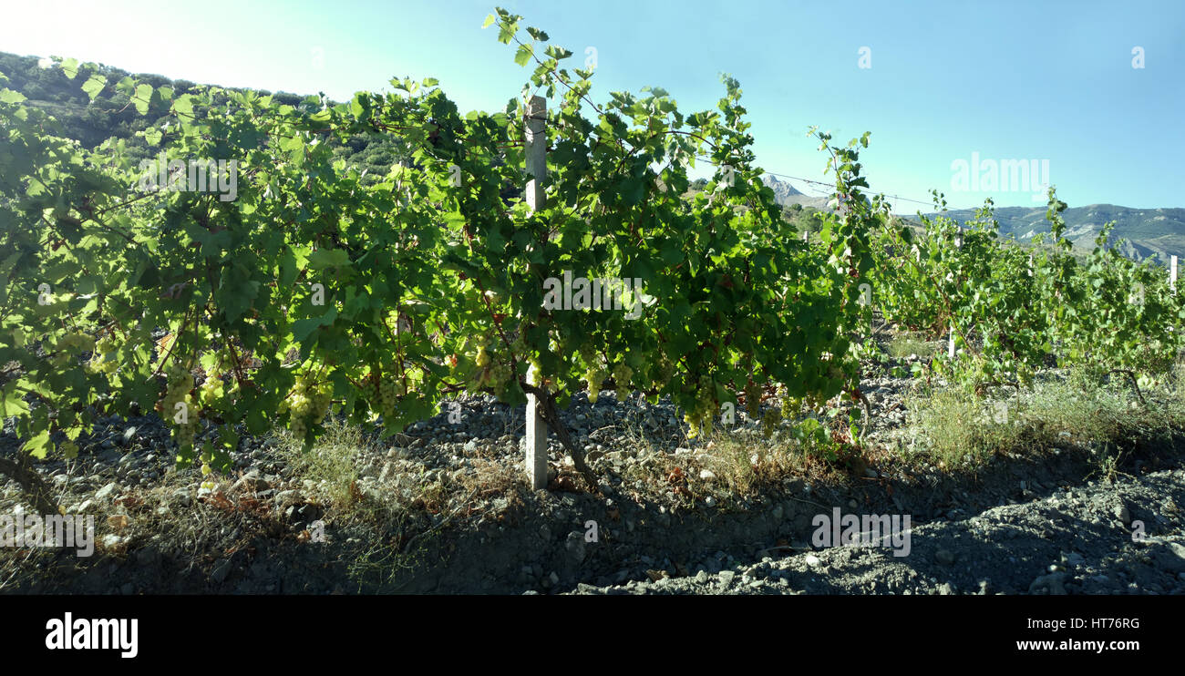 Sun filled vineyard is located on hillside. Shooting in backlit ...